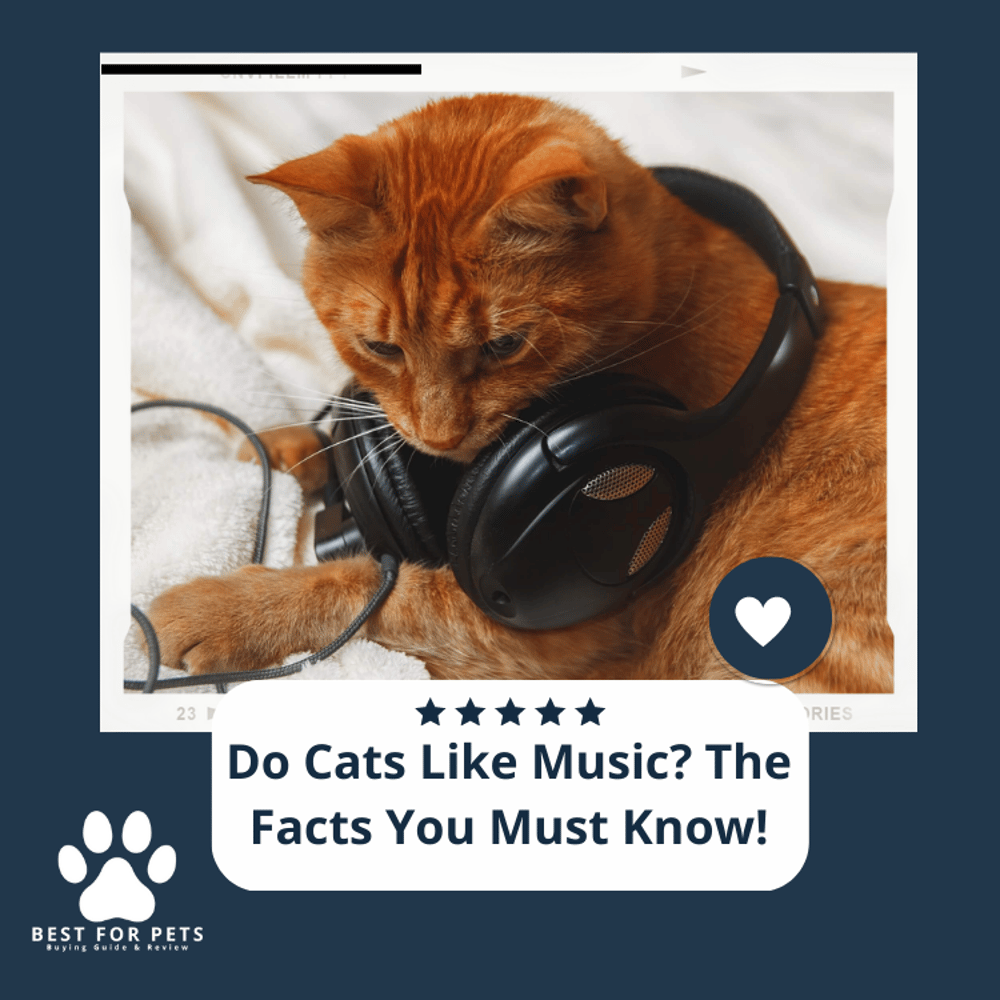 Do Cats Like Music The Facts You Must Know BestForPets