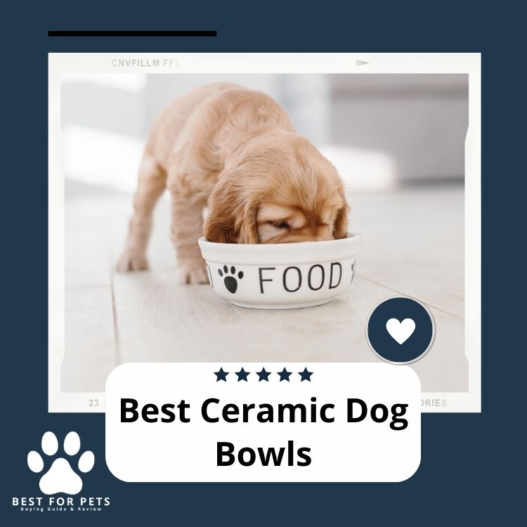 The 9 Best Ceramic Dog Bowls In 2026 - BestForPets.org