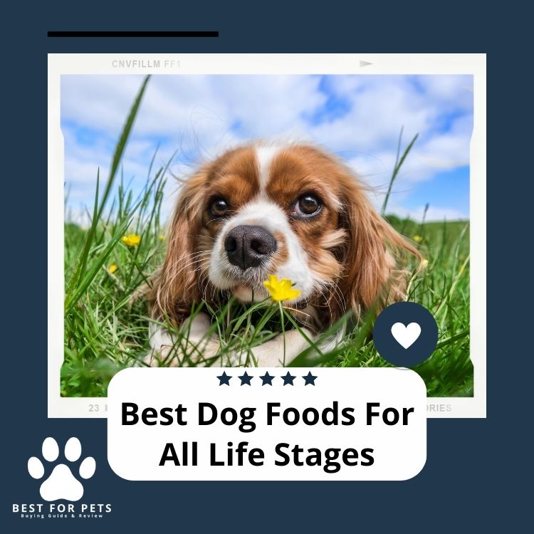 The 10 Best Dog Foods For All Life Stages in 2026 - BestForPets.org