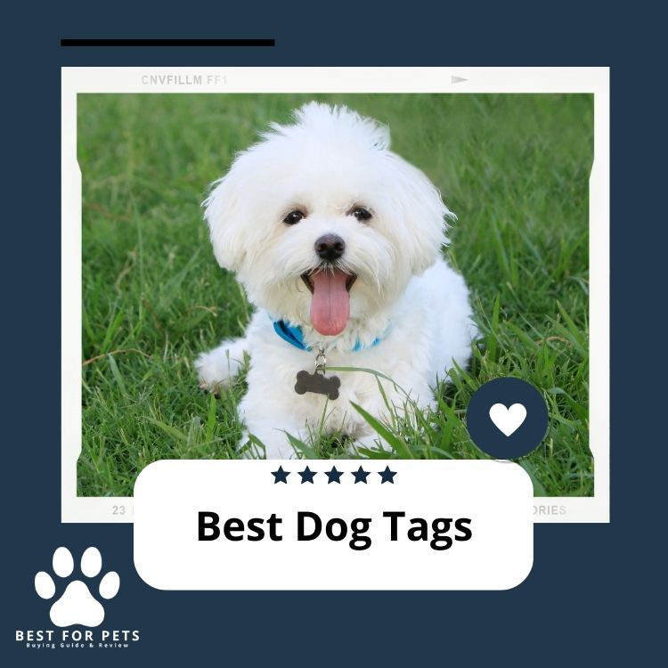 The 9 Best Dog Tags in 2025 - BestForPets.org