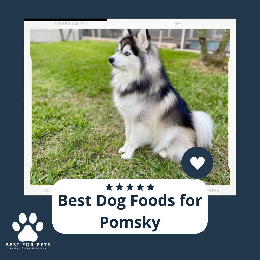 The 11 Best Gourmet Dog Foods