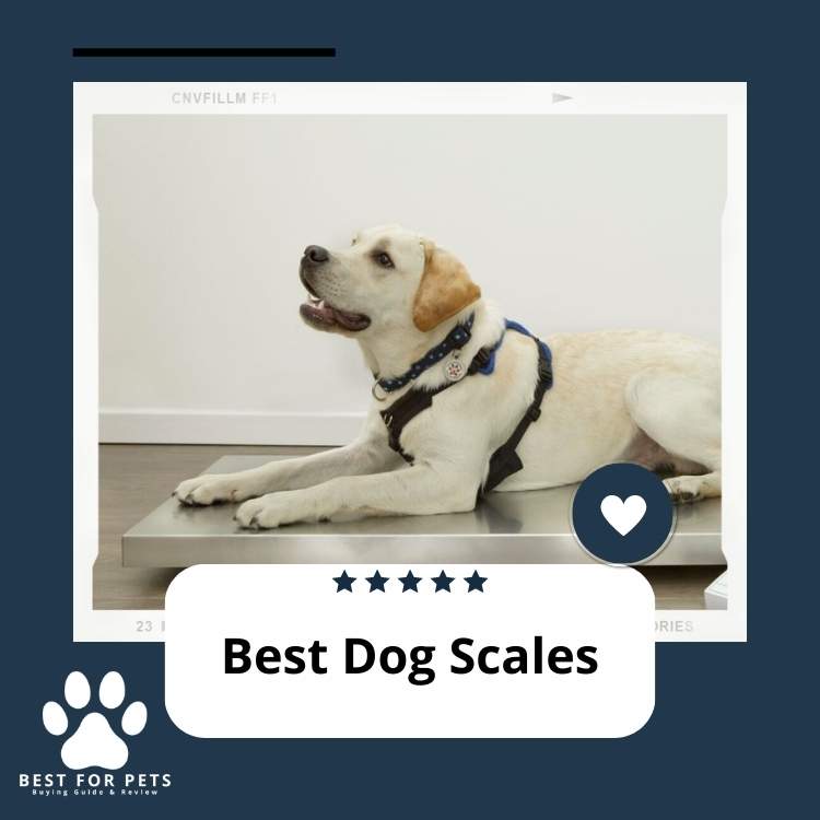 The 10 Best Dog Scales in 2025 - BestForPets.org