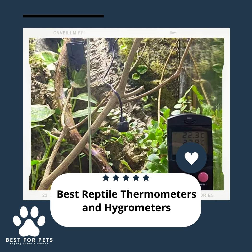 The 8 Best Substrates For Axolotl Tanks