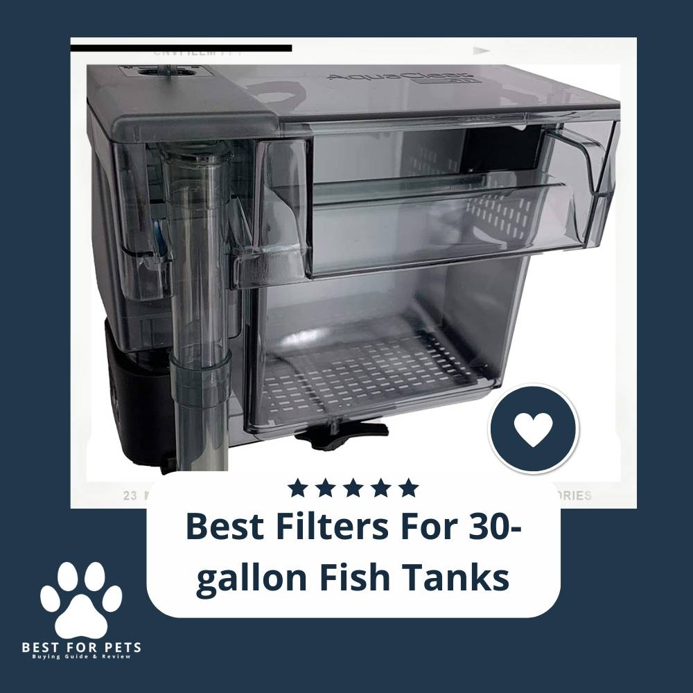 The 9 Best Filters For 30-Gallon Fish Tanks