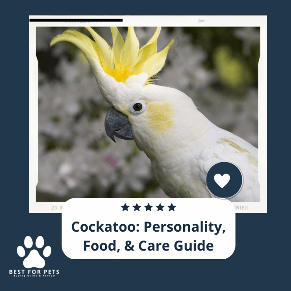 Cockatoo: 2023 Personality, Food, & Care Guide