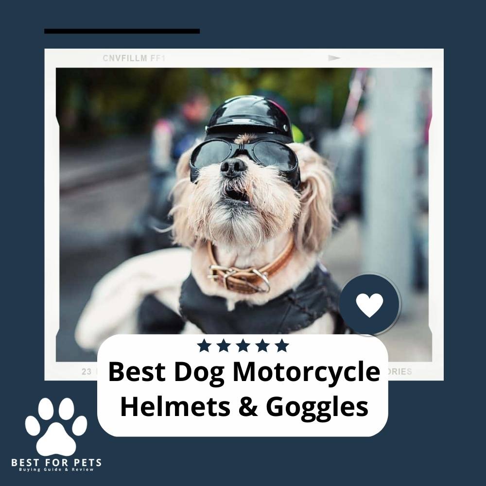 The 5 Best Dog Motorcycle Helmets & Goggles