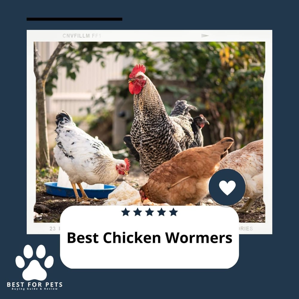 The 6 Best Chicken Wormers