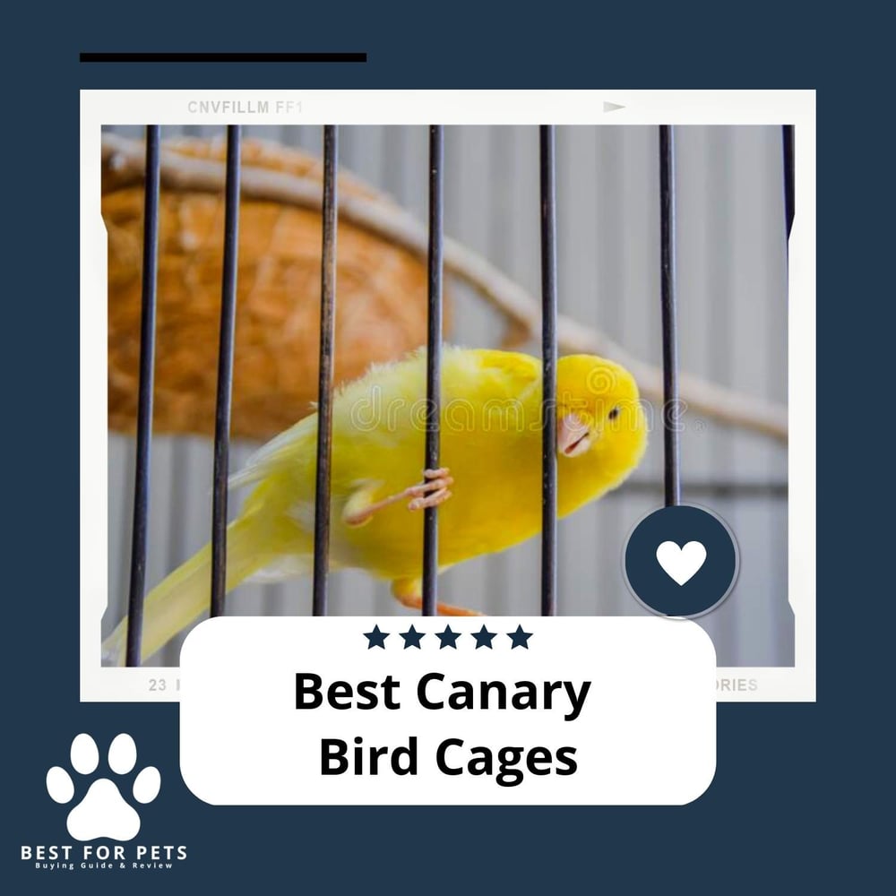 The 7 Best Canary Bird Cages