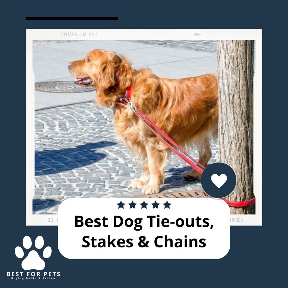 The 8 Best Dog Tie-Outs, Stakes & Chains