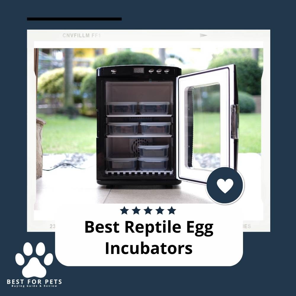 The 9 Best Reptile Egg Incubators