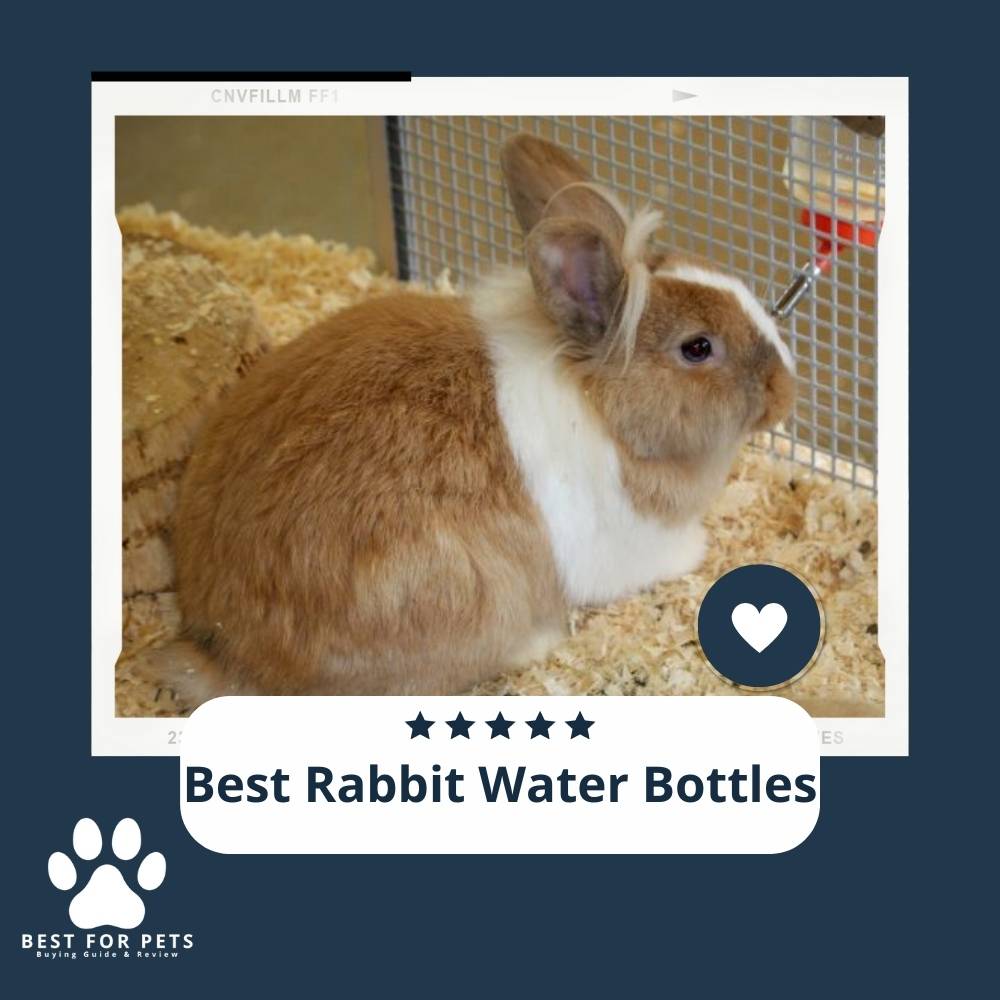 The 11 Best Rabbit Water Bottles